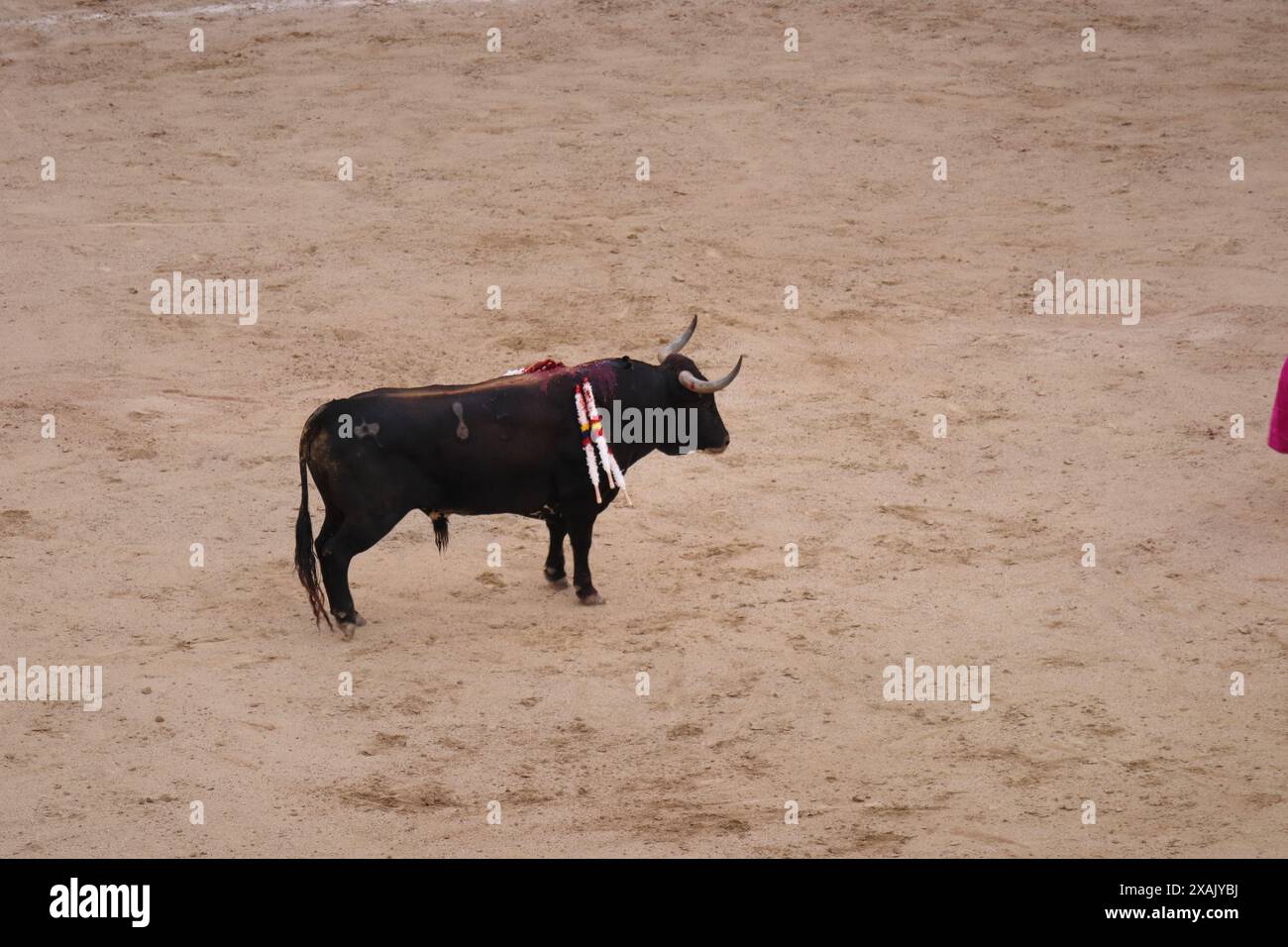 Brave bull in the bullfight arena, Raging bull ready to ram. High ...