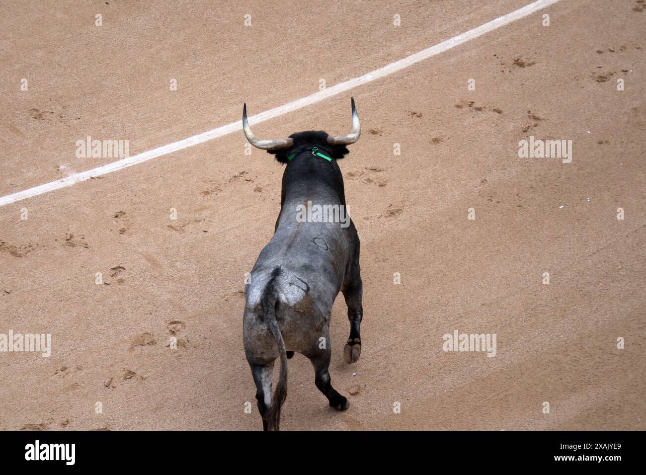 Brave bull in the bullfight arena, Raging bull ready to ram. High ...