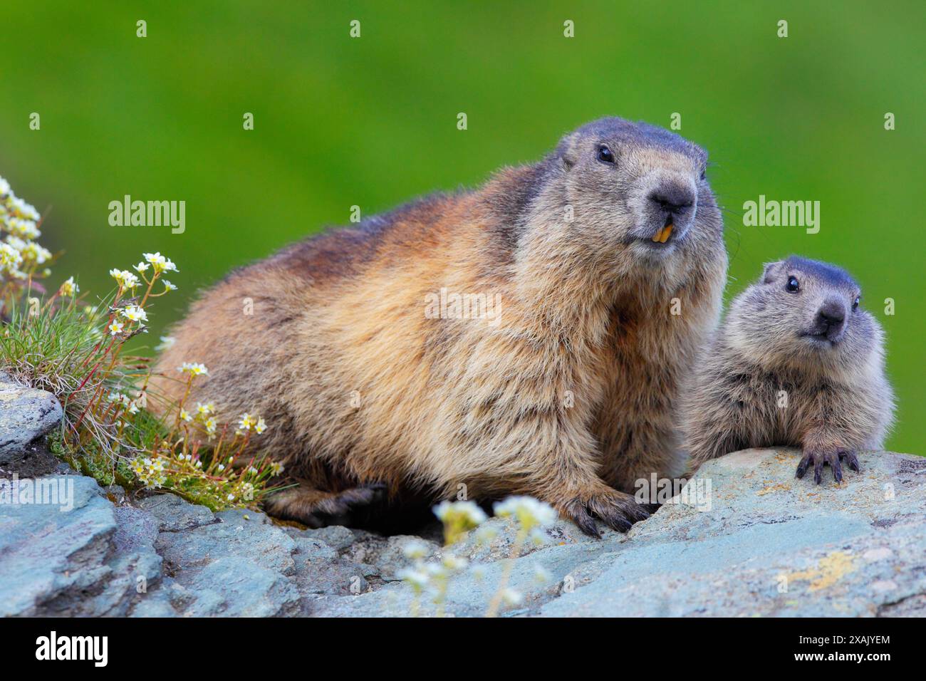 Alpine marmot (marmota marmota) awakened marmot with young sits in ...