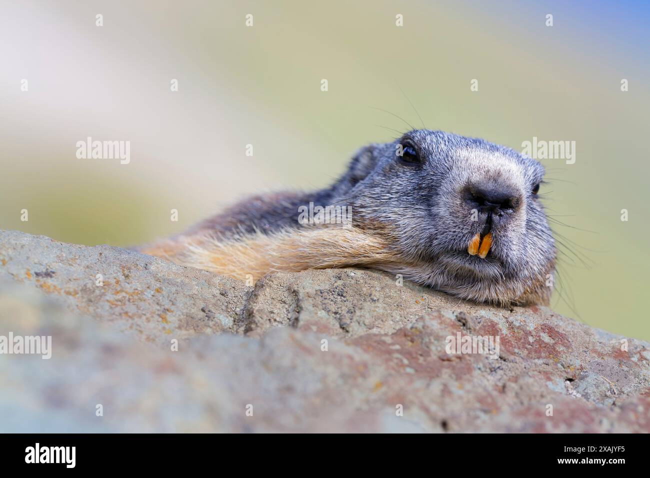 Marmot lying on rock hi-res stock photography and images - Alamy