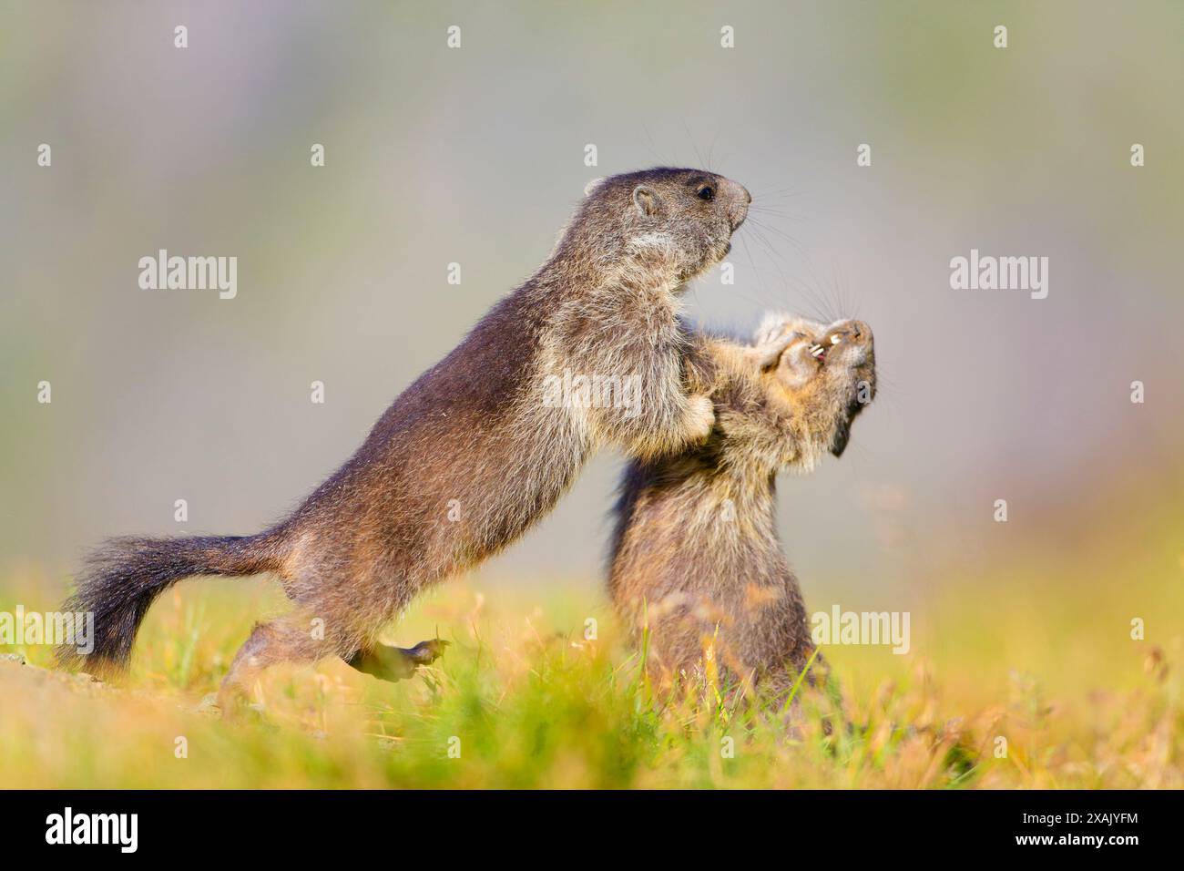 Alpine marmot (Marmota marmota) young animals fighting Stock Photo - Alamy