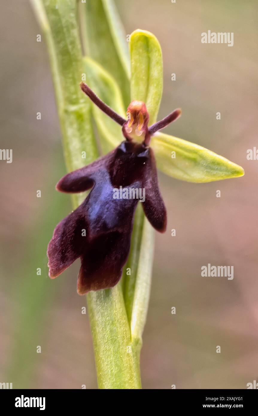 Fly orchid (Ophrys insectifera), Orchidaceae. Wild european orchid ...