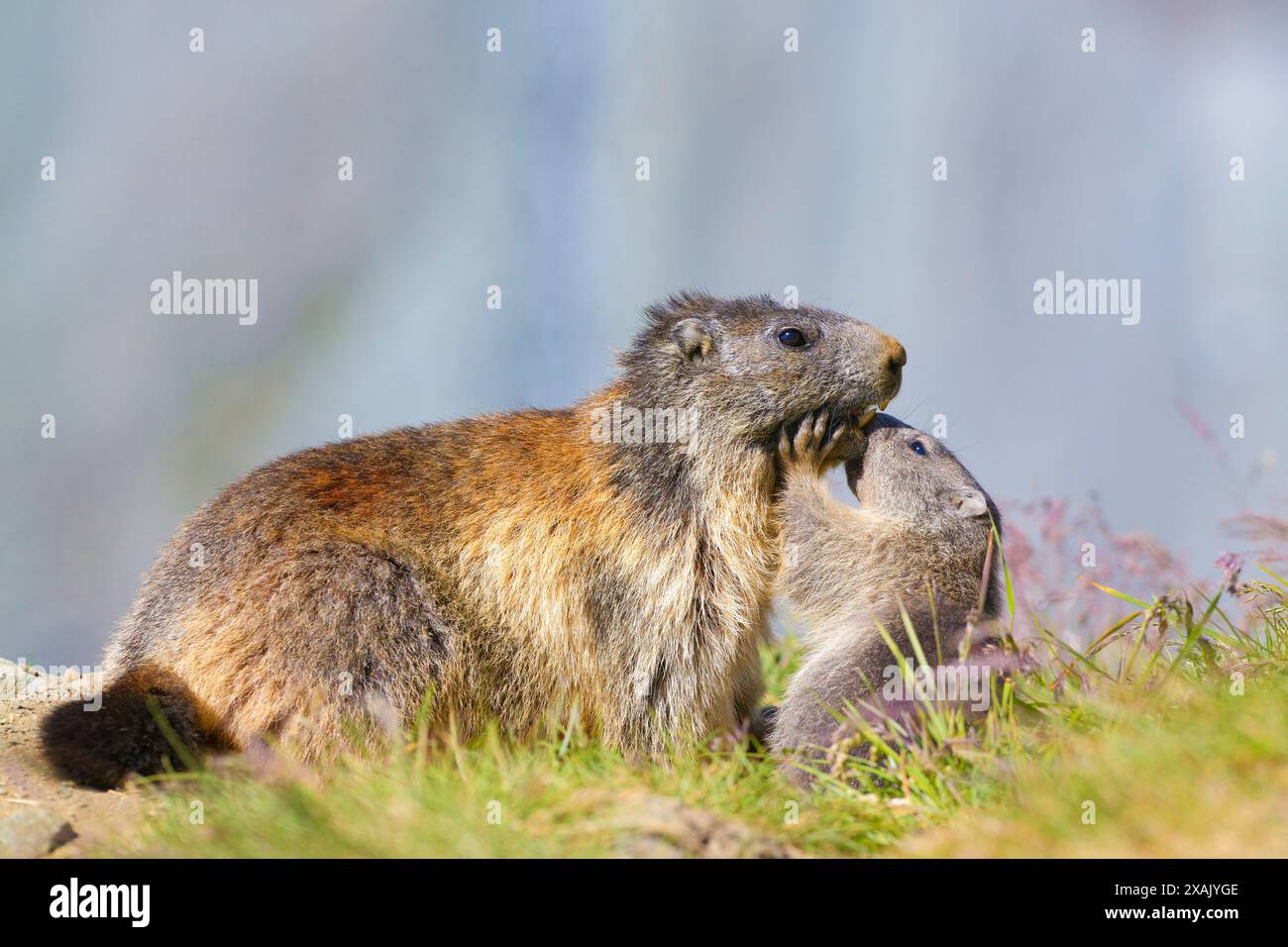 Alpine marmot (Marmota marmota) Marmot, mother and child Stock Photo ...