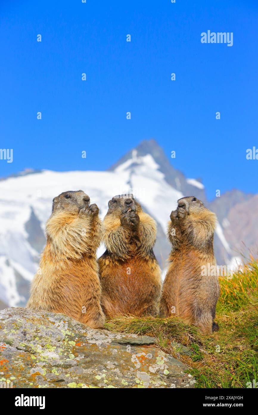 Alpine marmots (Marmota marmota) three marmots standing on rock in ...