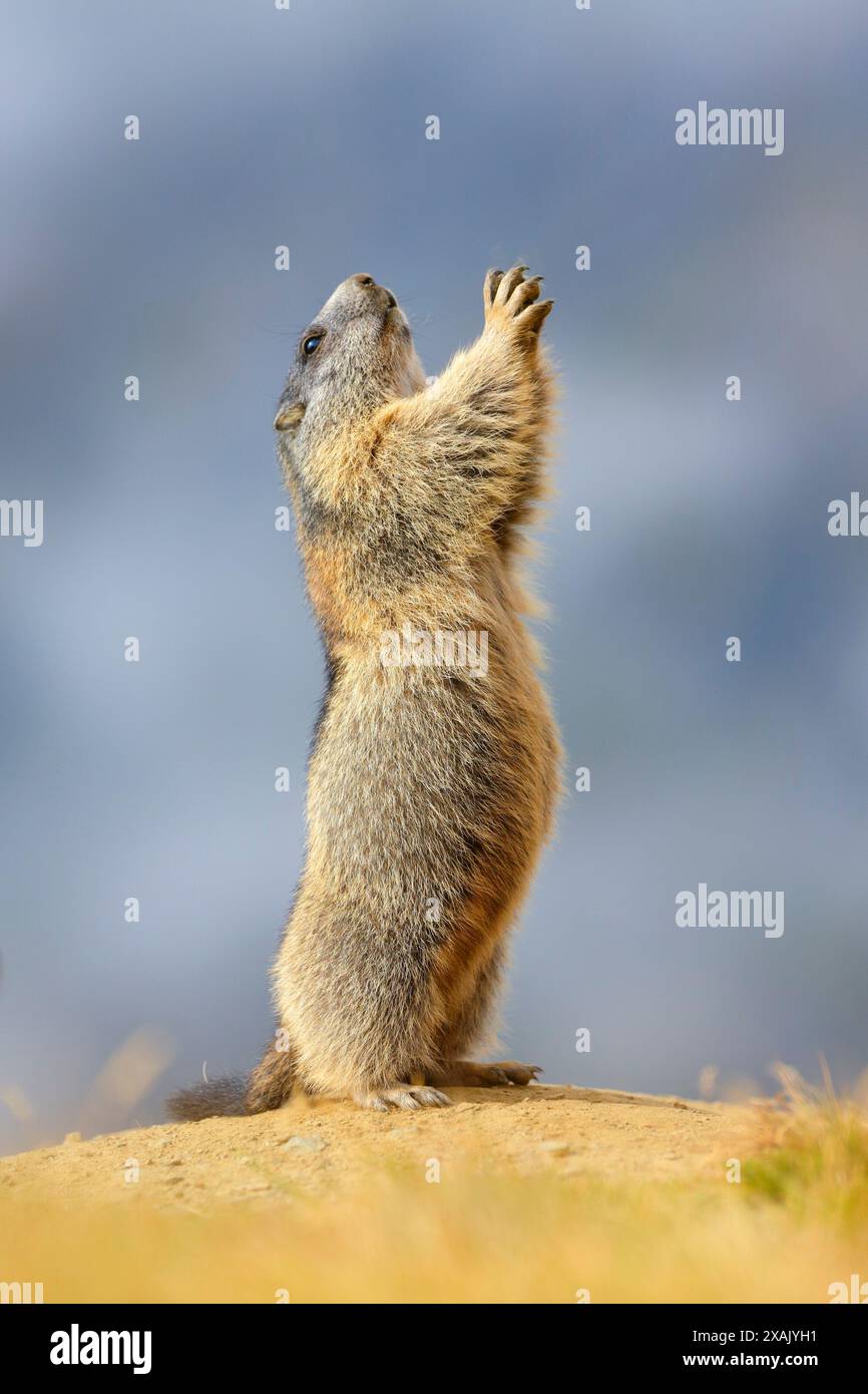 Alpine marmot (Marmota marmota) standing sideways and stretching its ...