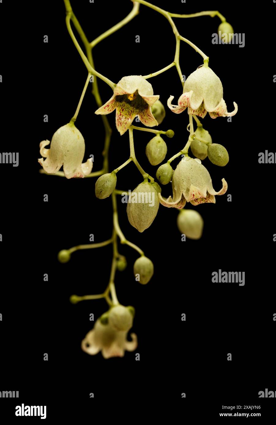 small bell shaped green and brown flowers of Brachychiton populneus ...