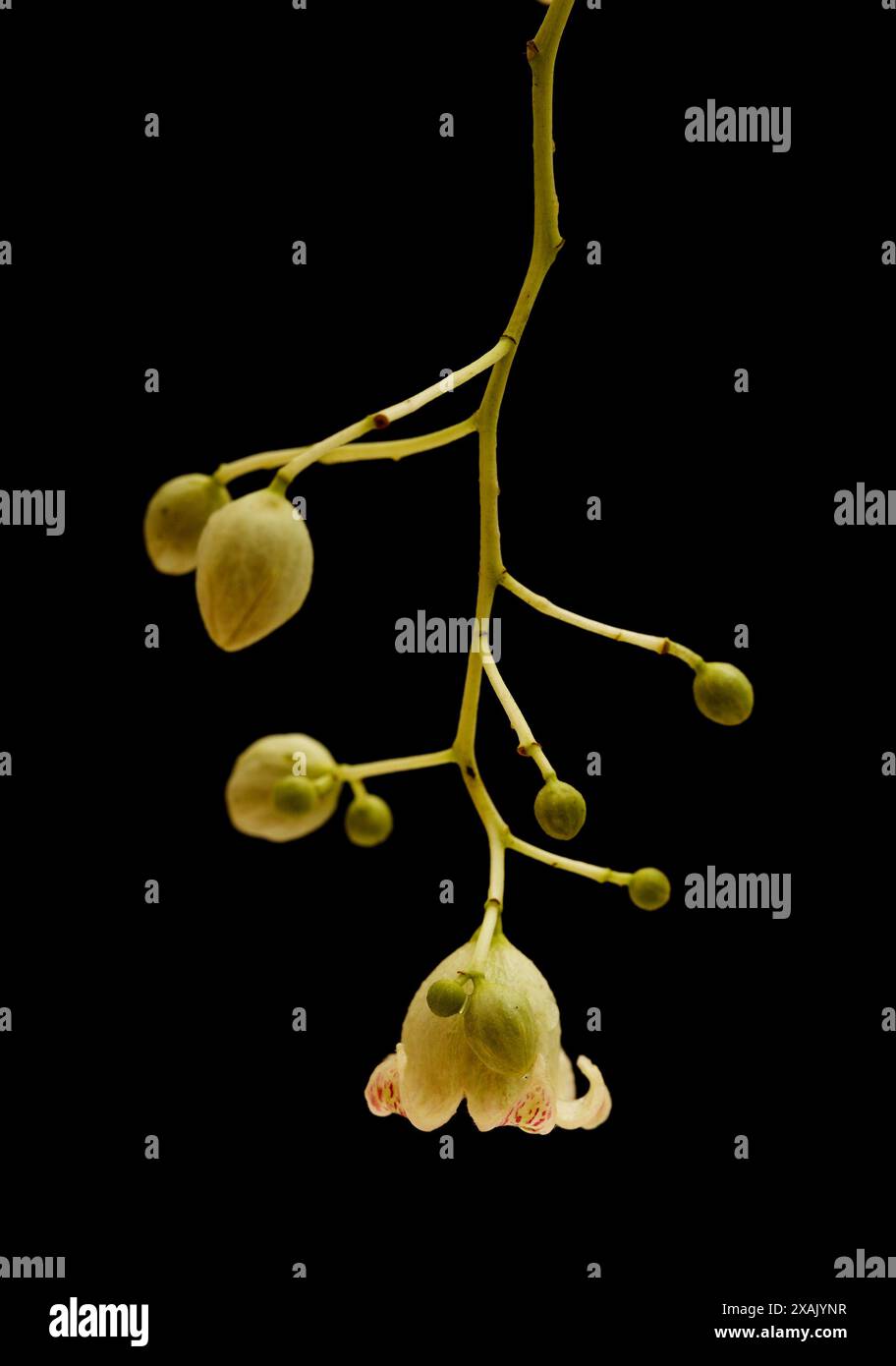 small bell shaped green and brown flowers of Brachychiton populneus ...