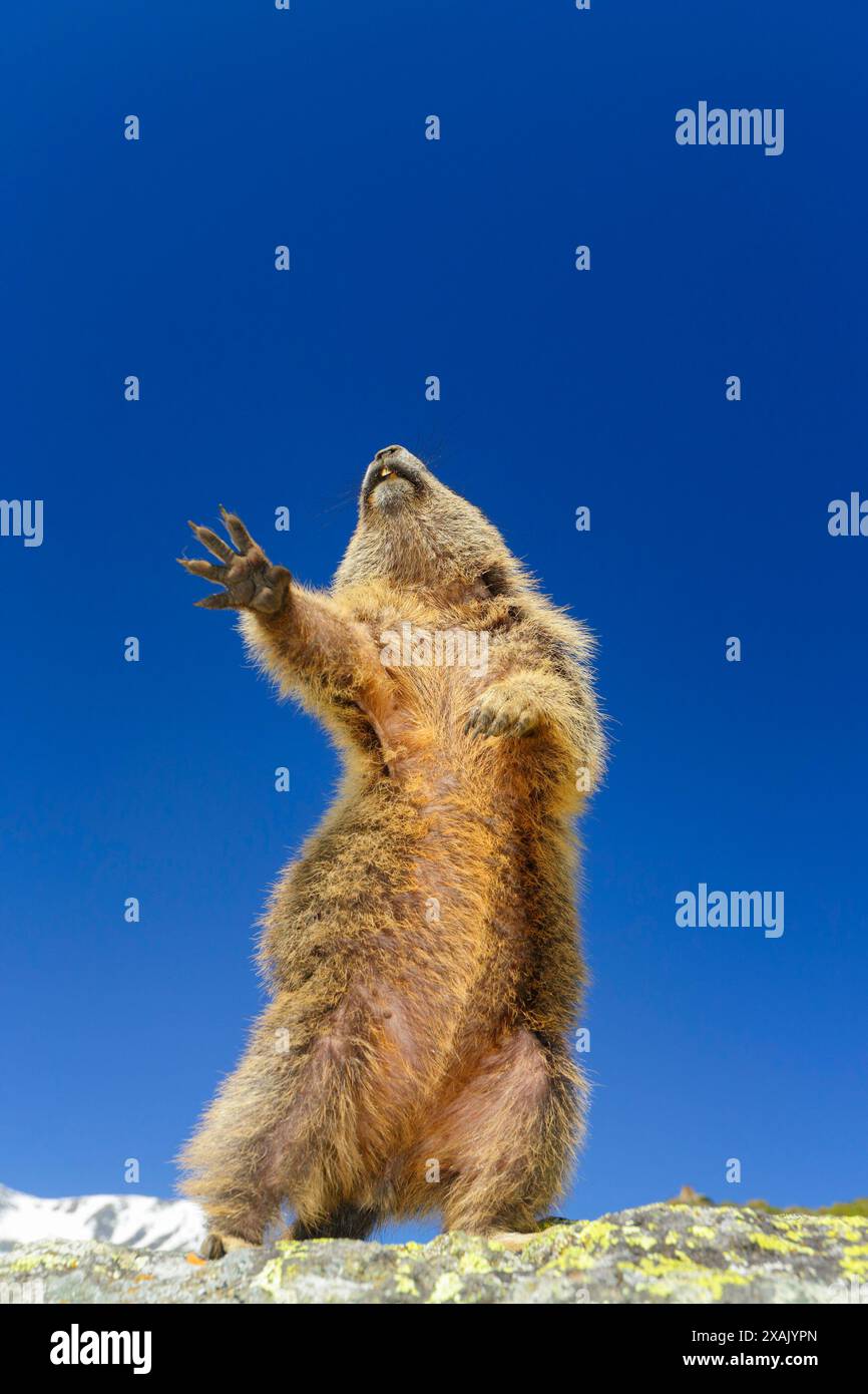 Alpine marmot (Marmota marmota) Marmot standing on a rock and ...
