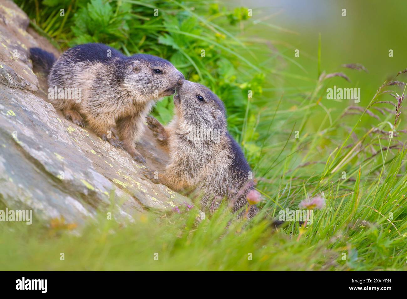 Alpine marmot (Marmota marmota) two young animals nose to nose Stock Photo - Alamy