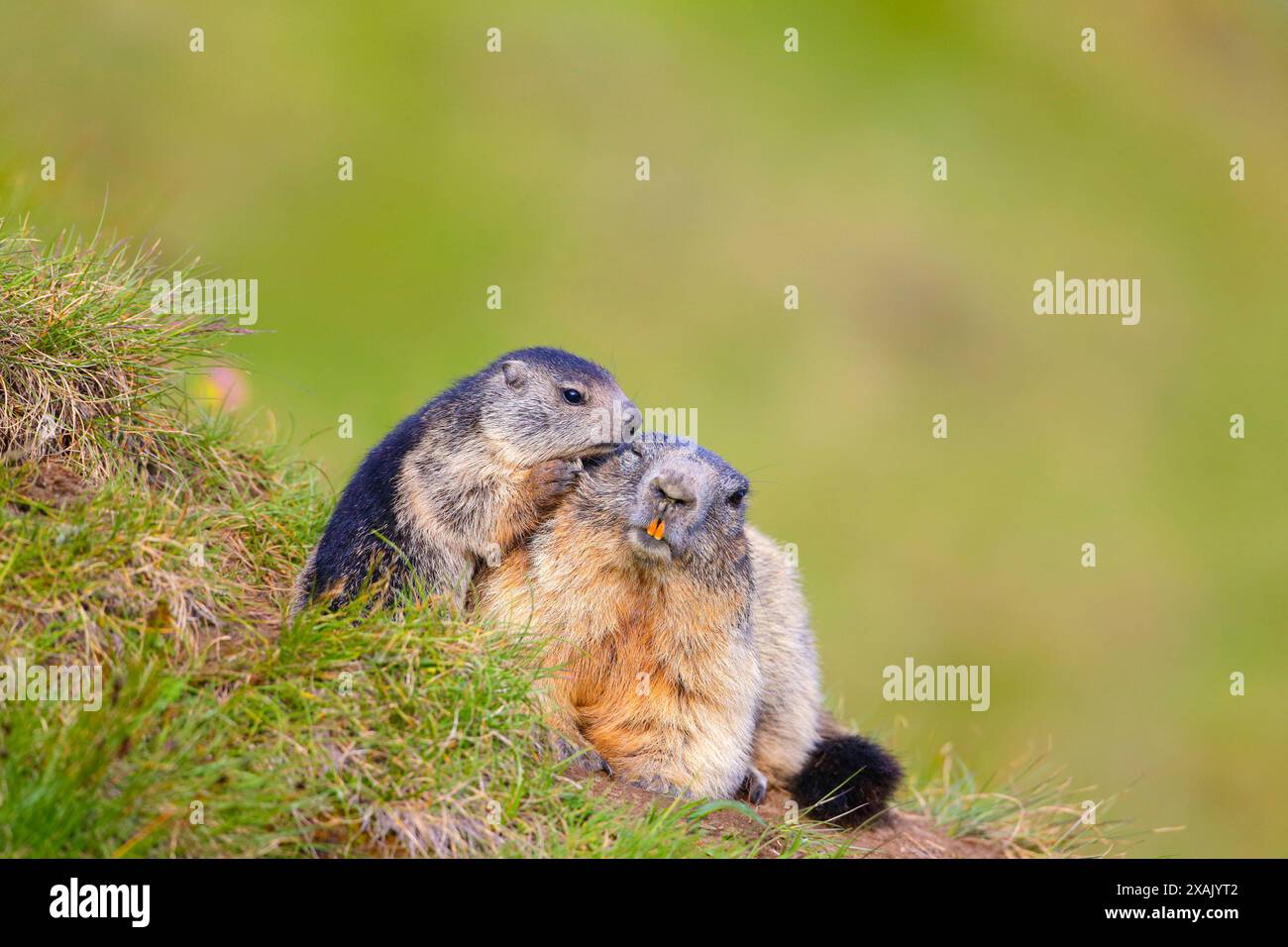 Alpine marmot (Marmota marmota) adult marmot with young at the burrow Stock Photo - Alamy