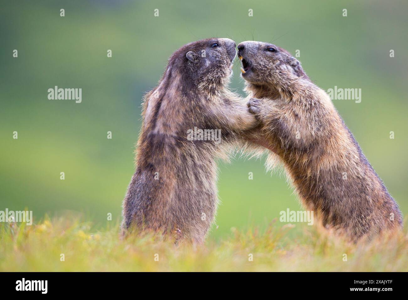 Alpine marmots (Marmota marmota), two marmots fighting Stock Photo - Alamy