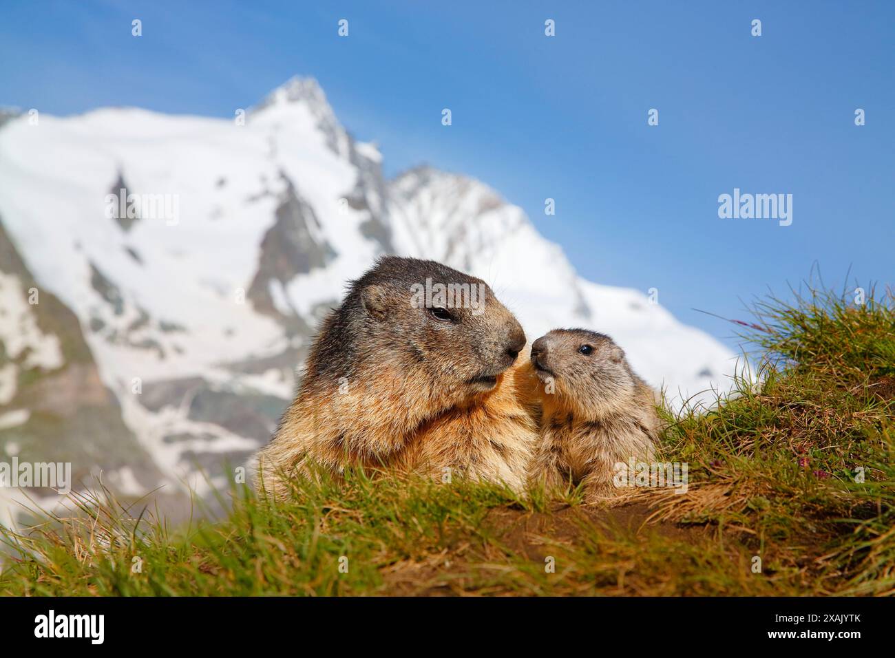 Alpine marmot (Marmota marmota) adult marmot with juvenile in mountain meadow in front of ...