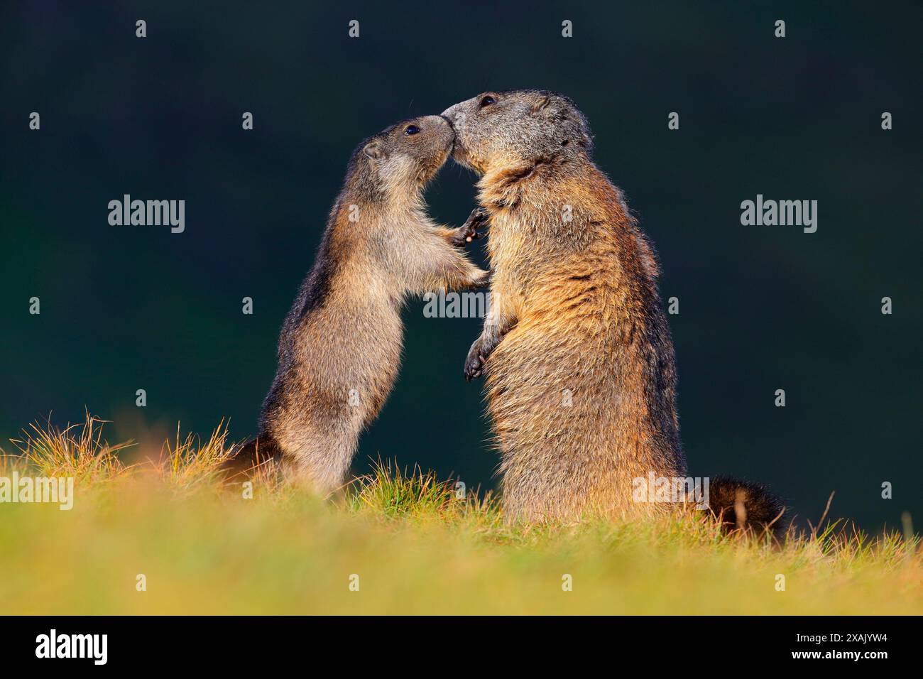 Alpine marmot (Marmota marmota) standing young marmot leans towards adult and touches it nose to ...