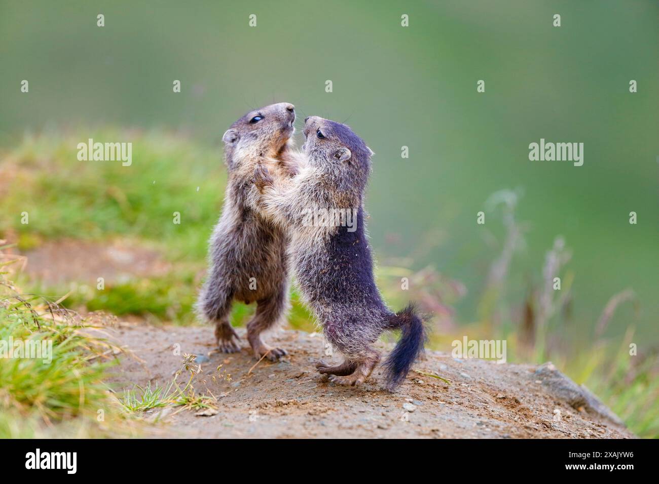 Comparing strengths hi-res stock photography and images - Alamy