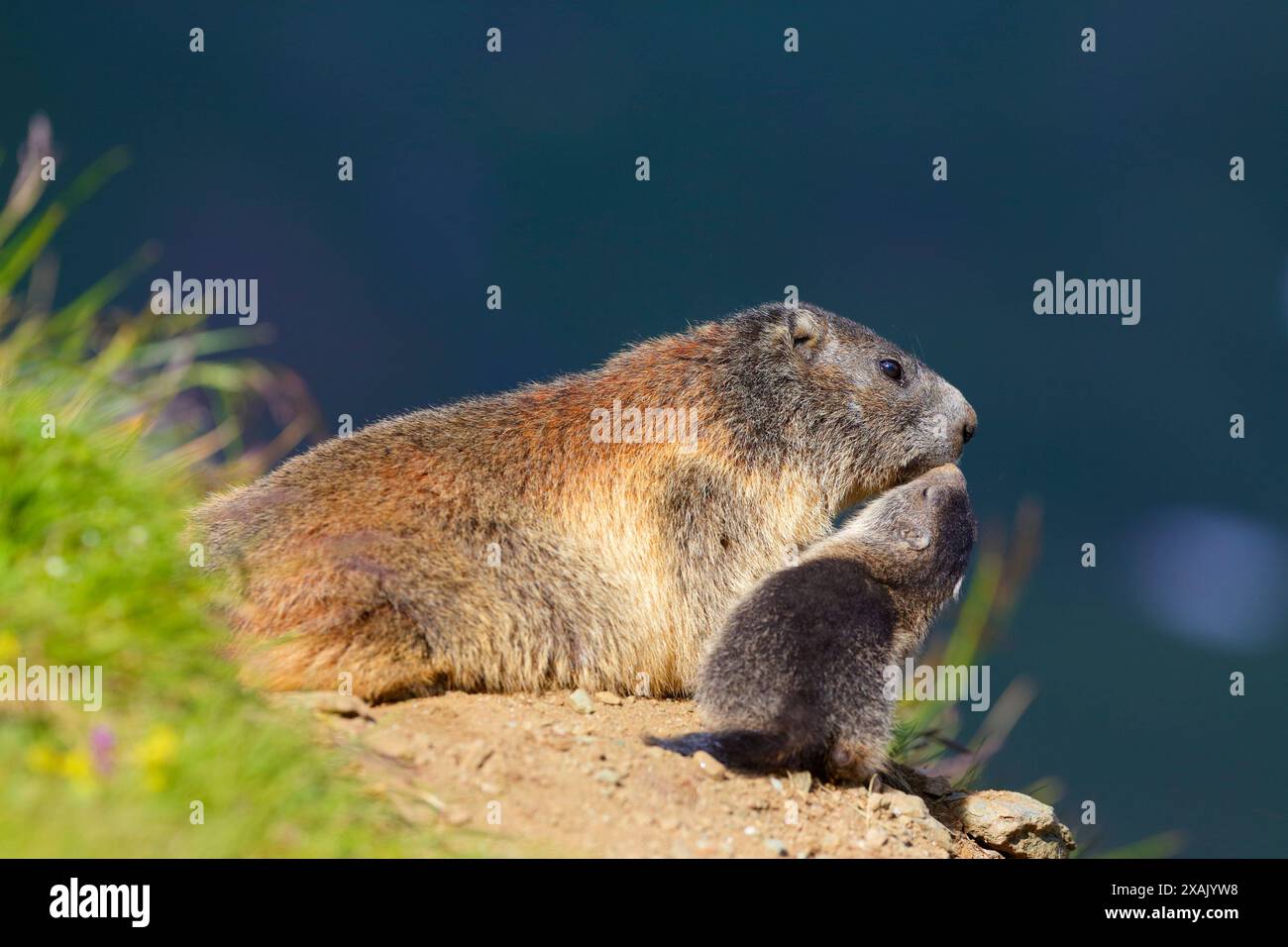 Burrow with nose hi-res stock photography and images - Alamy