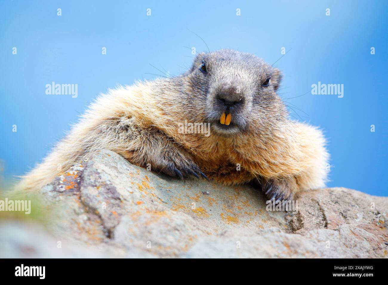 Alpine marmot (Marmota marmota) Marmot lying on a rock, looking head-on ...
