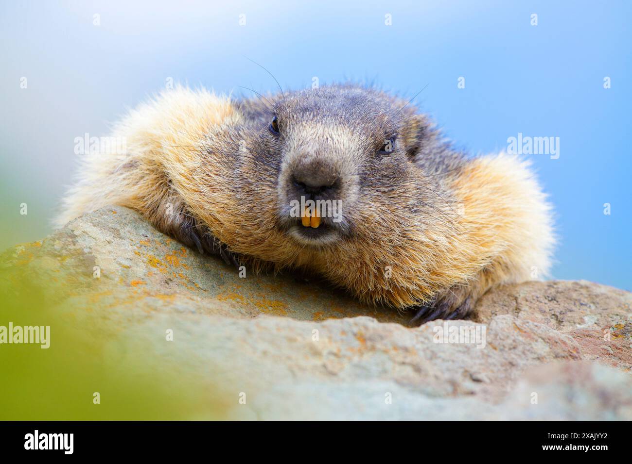 Alpine marmot (Marmota marmota) Marmot lying on a rock, looking head-on ...