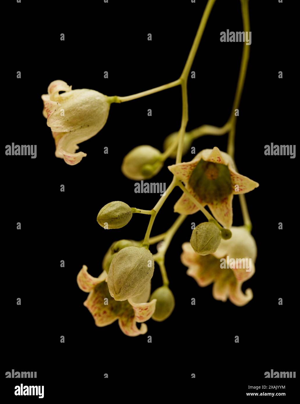 small bell shaped green and brown flowers of Brachychiton populneus ...