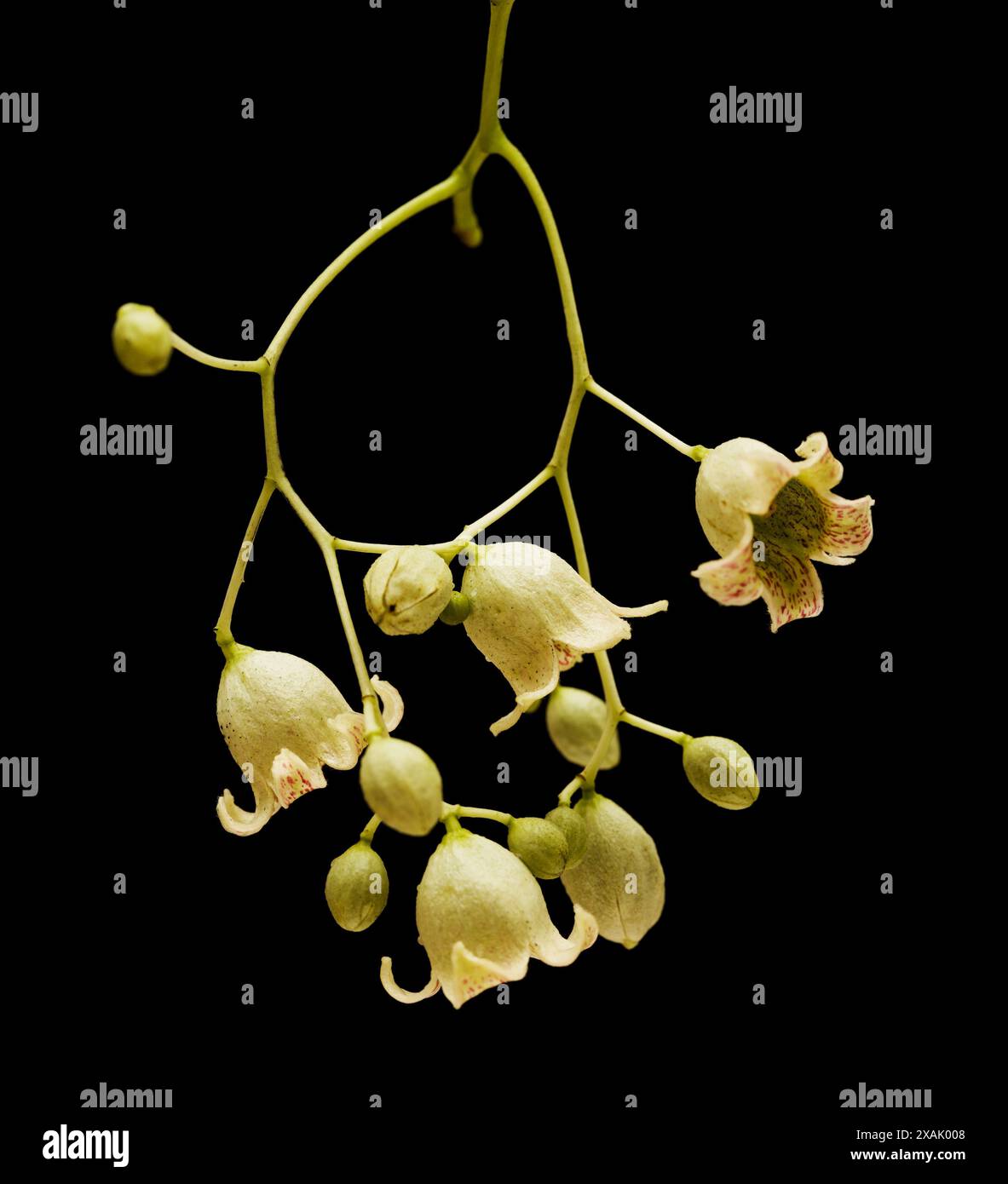 Brachychiton populneus tree hi-res stock photography and images - Alamy