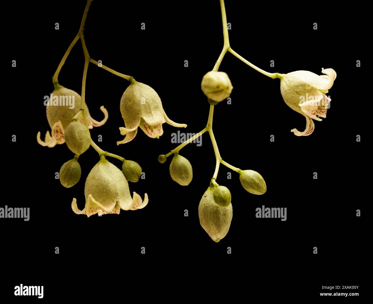 small bell shaped green and brown flowers of Brachychiton populneus ...