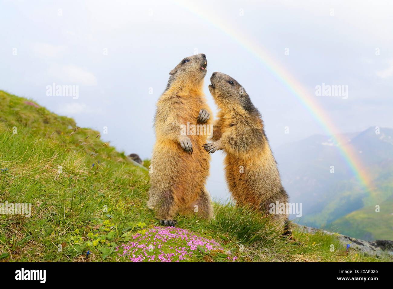 Alpine marmot (Marmota marmota) two marmots standing on a pink moss ...