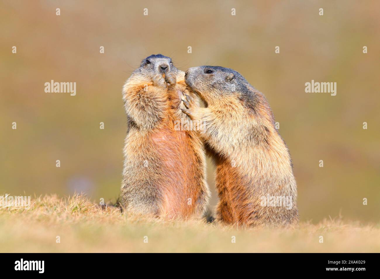 Alpine marmot (Marmota marmota) two marmots standing next to each other on autumn grass Stock ...