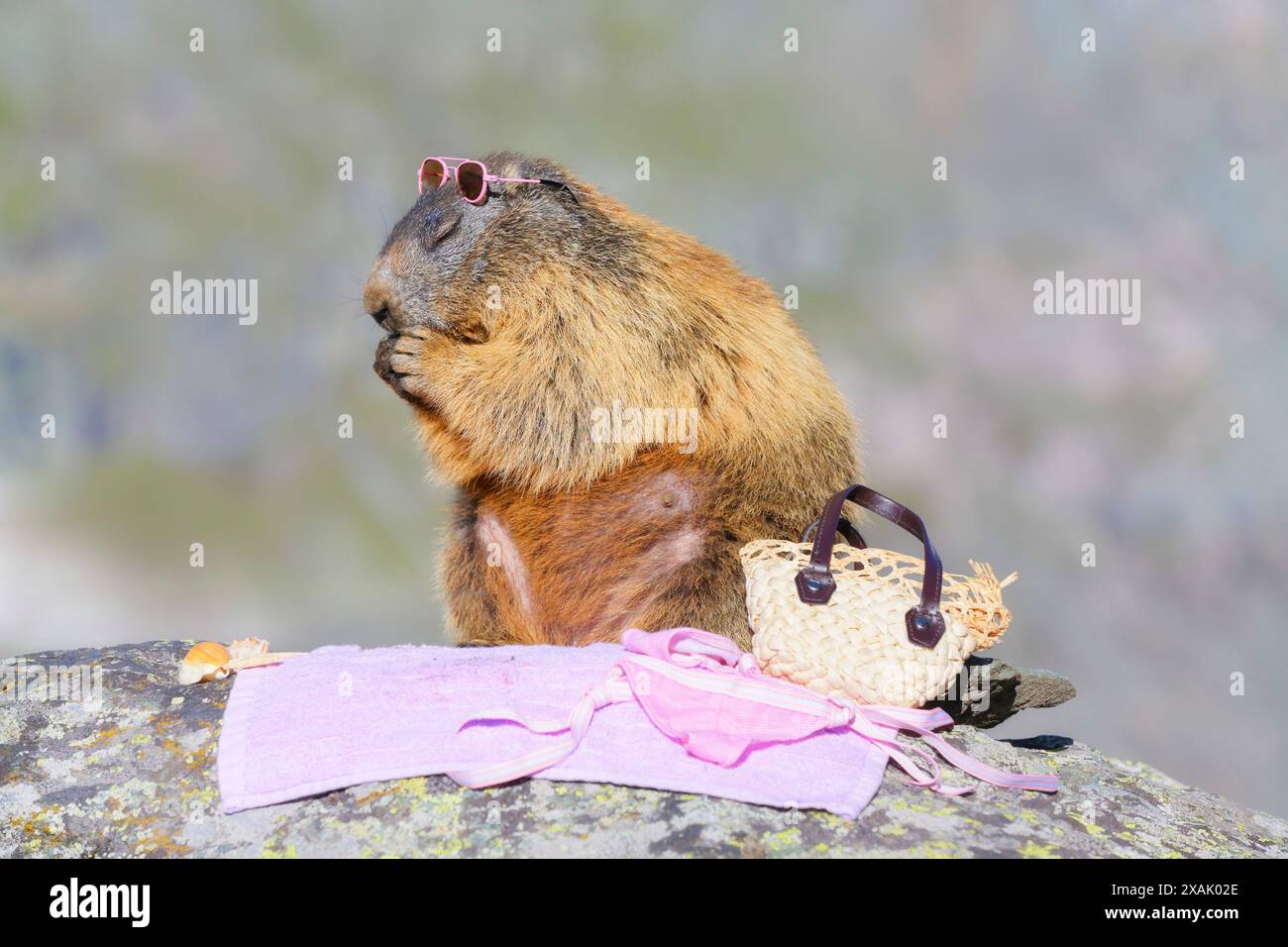 Alpine marmot (Marmota marmota), marmot with sunglasses and bathing bag ...