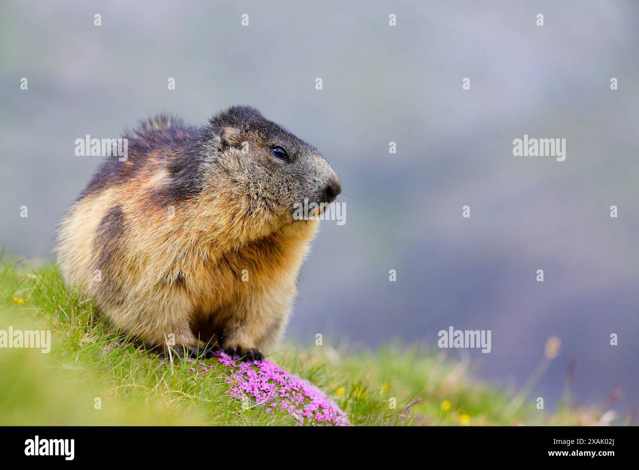 Alpine flora and fauna hi-res stock photography and images - Alamy