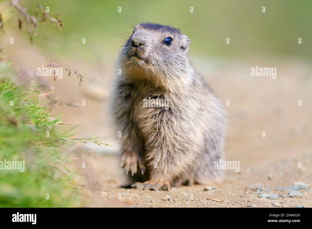 Alpine marmot (Marmota marmota) Young animal sitting on path Stock ...
