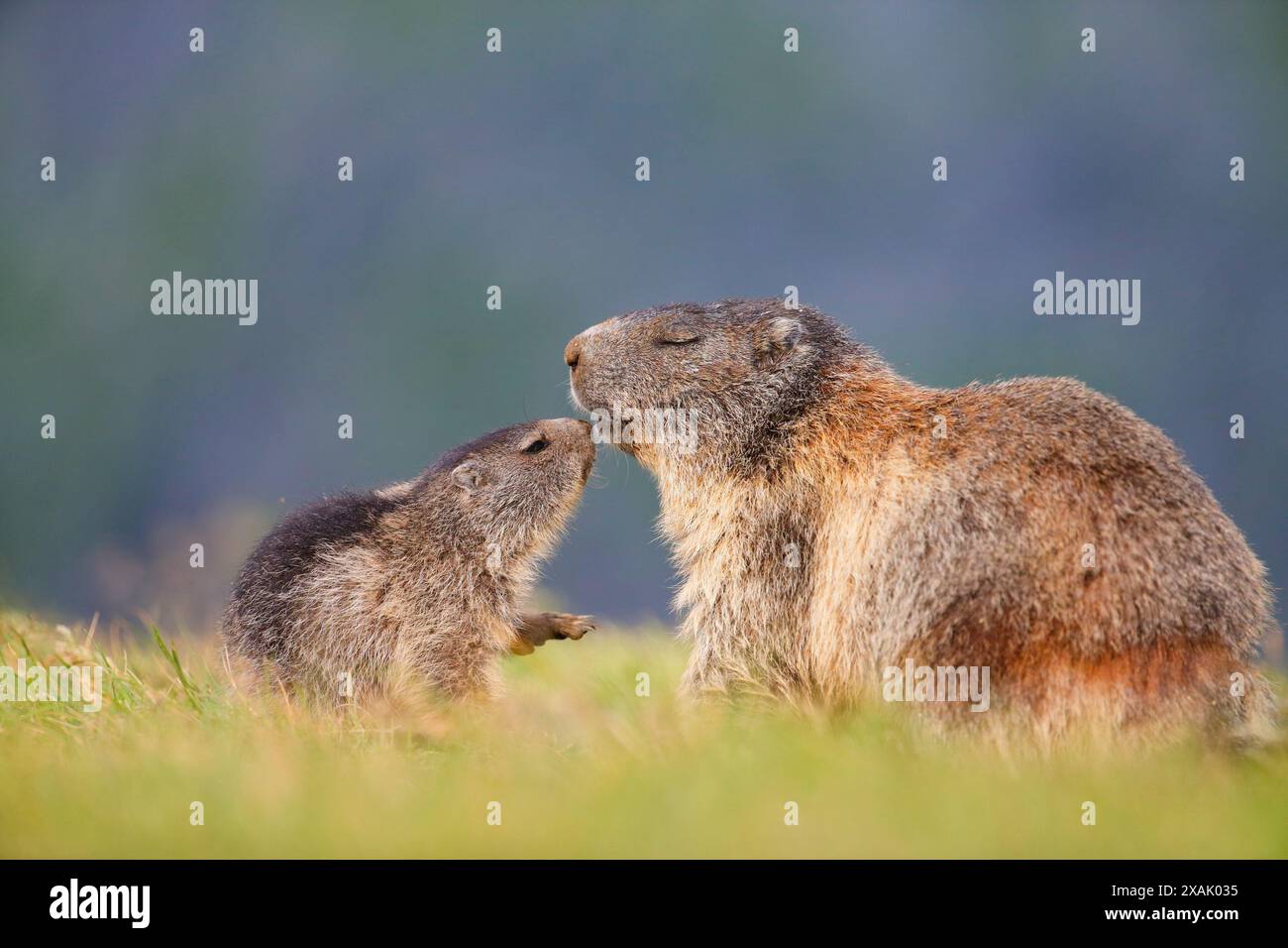 Alpine marmot (Marmota marmota) Young marmot greets older marmot nose ...