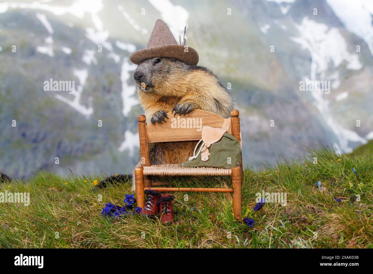 Alpine marmot (Marmota marmota), marmot with hat leaning on a bench in ...