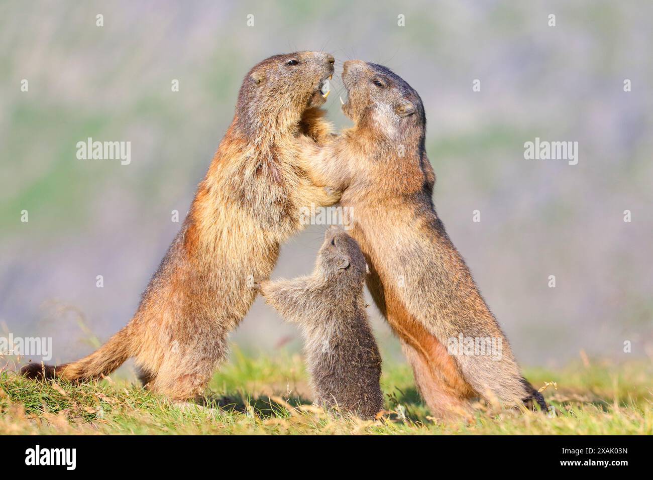 Alpine marmot (Marmota marmota) Young animal tries to settle a dispute between two adult marmots ...