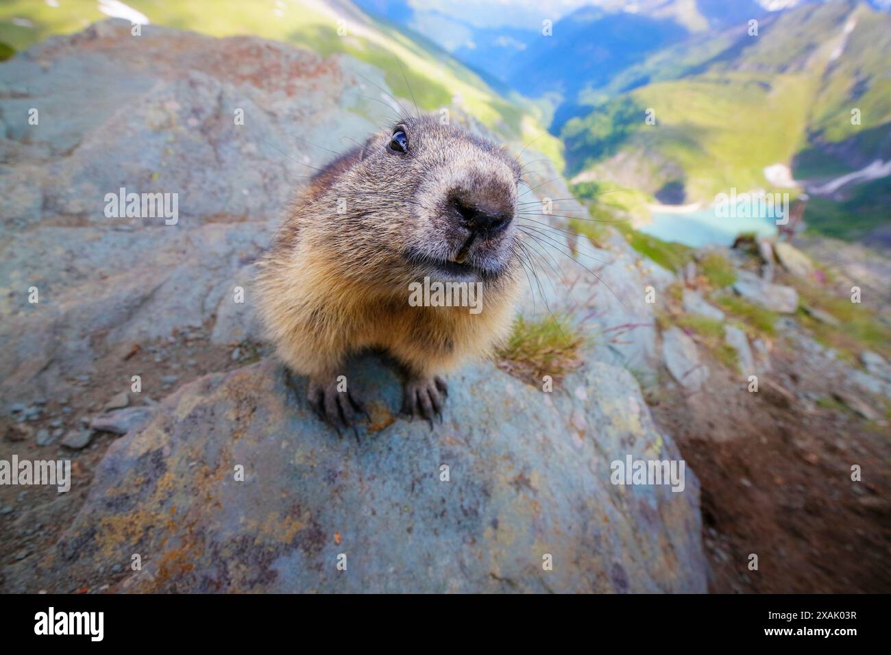Alpine marmot (Marmota marmota) sitting on a rock and looking into the ...