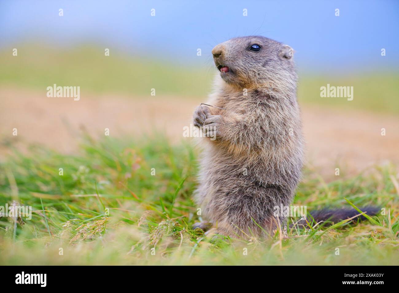 Alpine marmot (Marmota marmota) young marmot standing upright in meadow ...