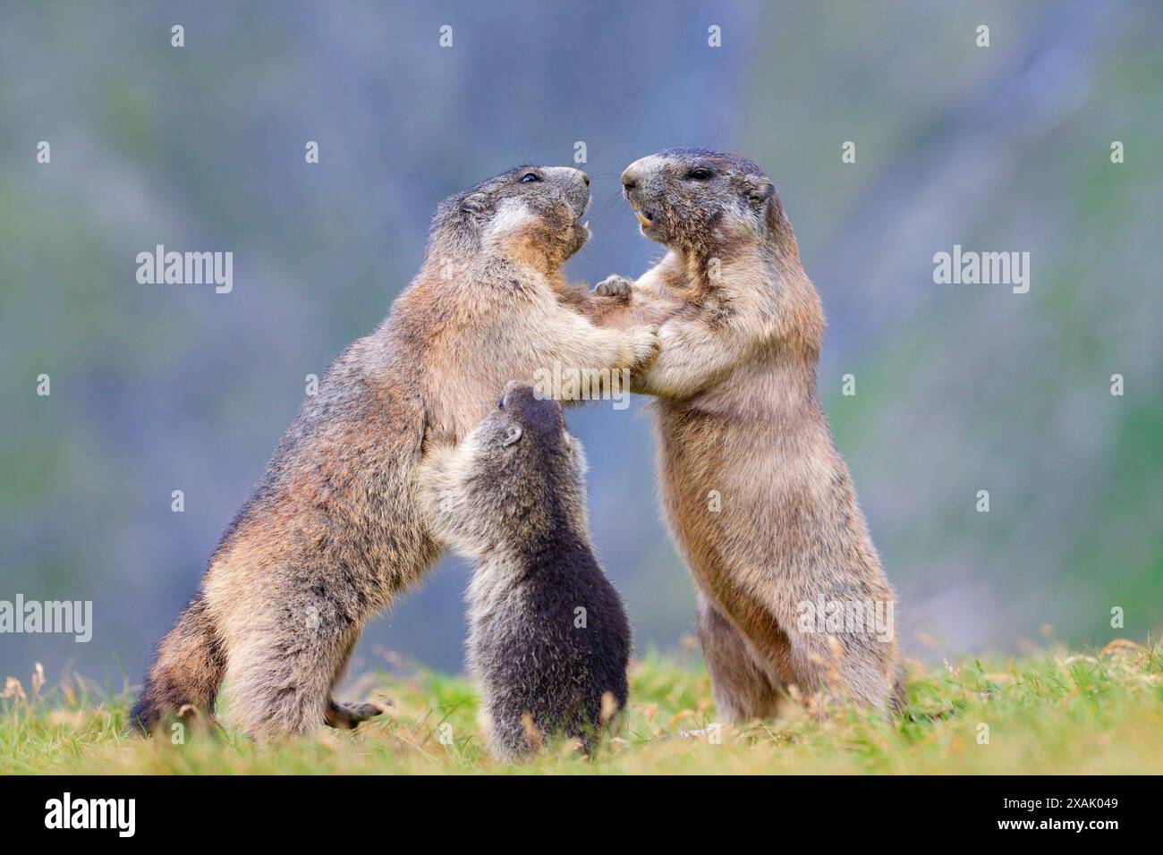 Alpine marmot (Marmota marmota) Young animal tries to settle a dispute between two adult marmots ...