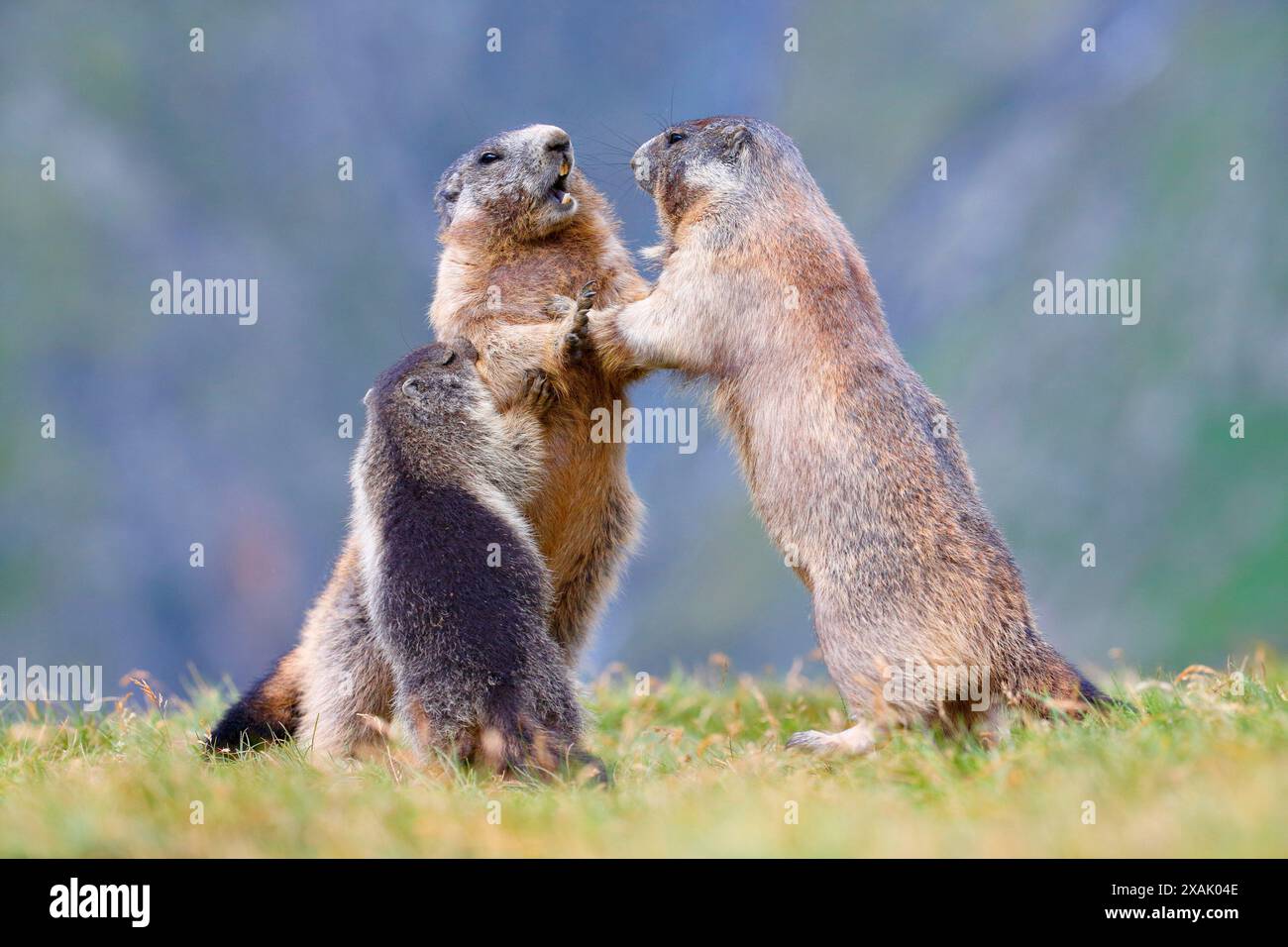 Alpine marmot (Marmota marmota) Young animal tries to settle a dispute between two adult marmots ...