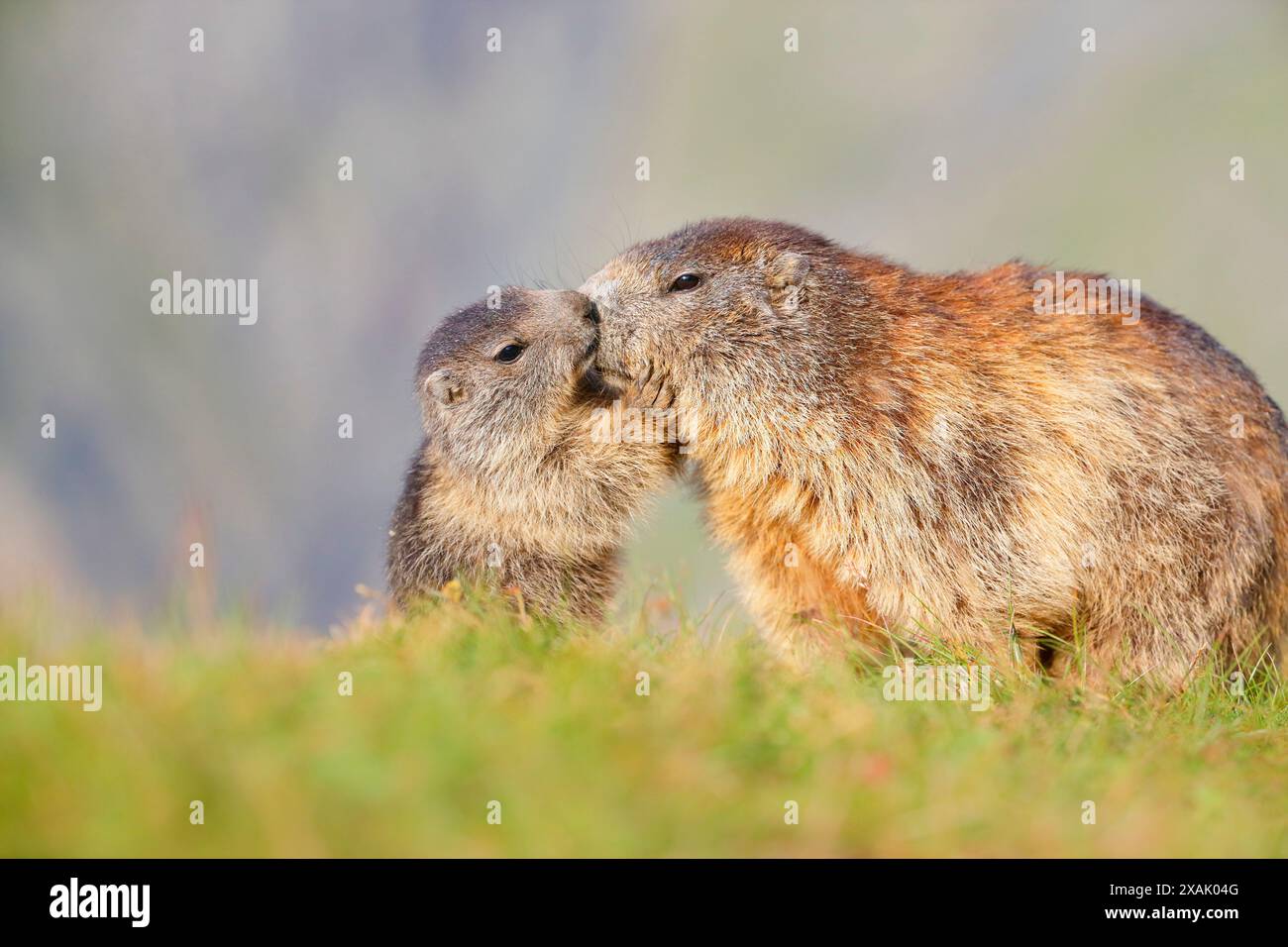 Alpine marmot (Marmota marmota) Young marmot greets older marmot nose ...