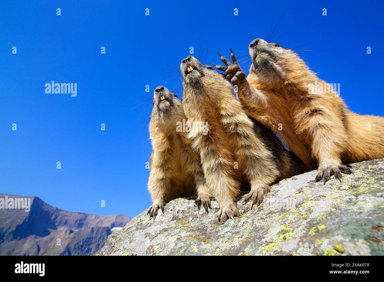 Alpine marmot (Marmota marmota) three marmots on rock stretching ...