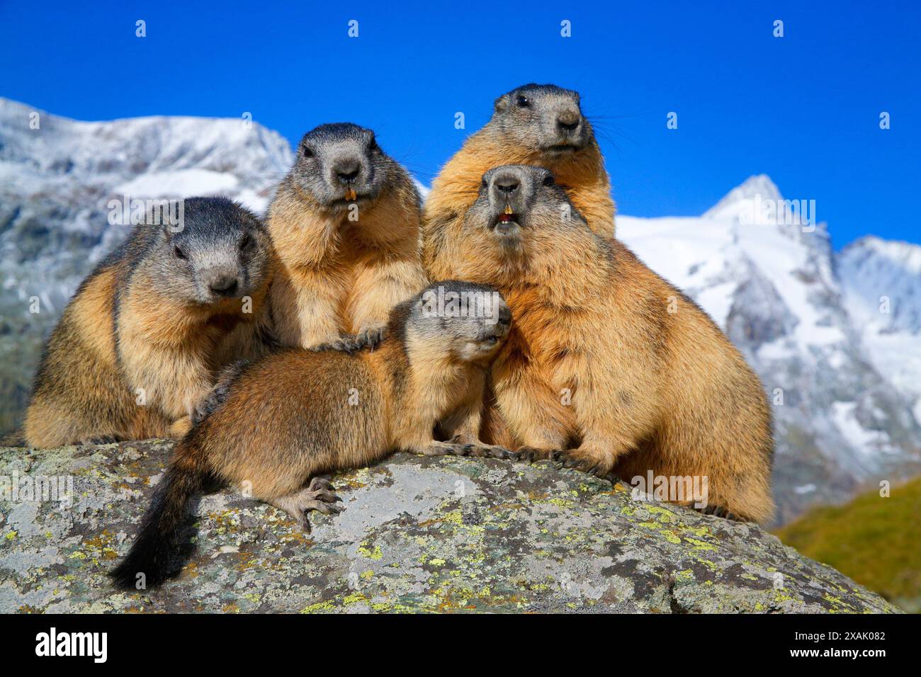 Alpine marmot (Marmota marmota) five marmots sitting next to each other ...