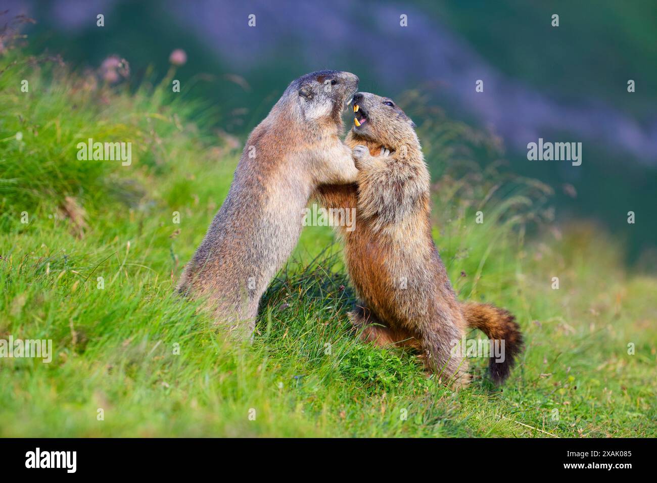 Alpine marmot (Marmota marmota) two marmots fight Stock Photo - Alamy