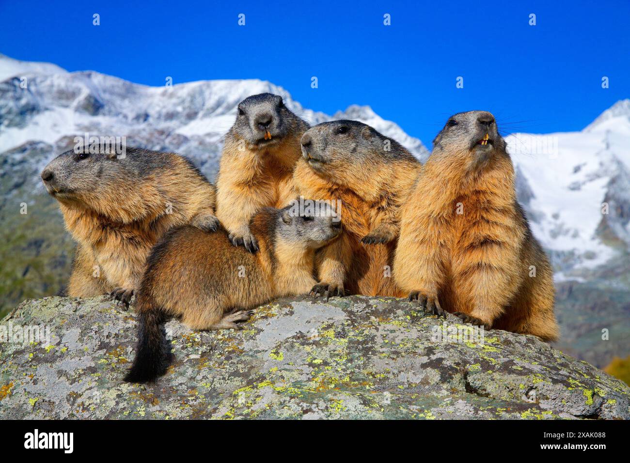Alpine marmot (Marmota marmota) five marmots sitting next to each other ...