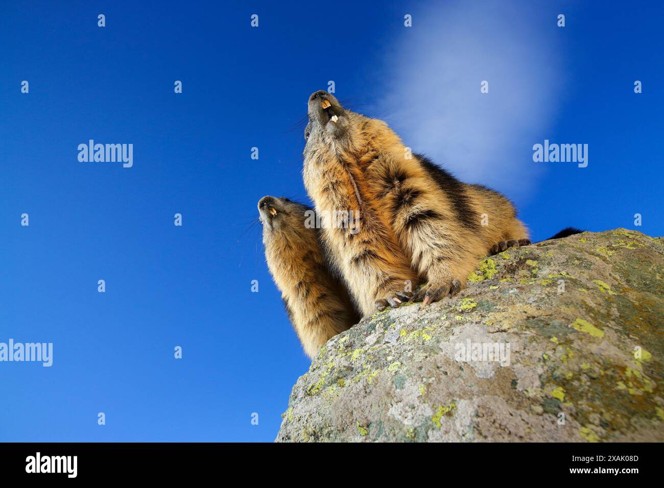 Alpine marmot (Marmota marmota) two marmots sitting on rock and ...