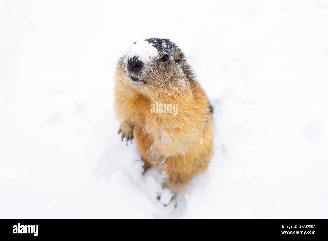 Snow on the nose hi-res stock photography and images - Alamy