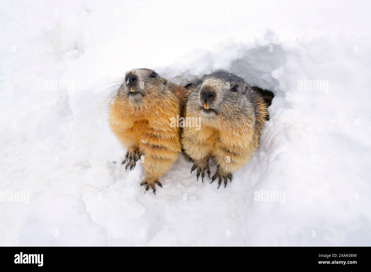 Alpine marmot (Marmota marmota), two marmots stuck in a snow hole and looking into the camera ...