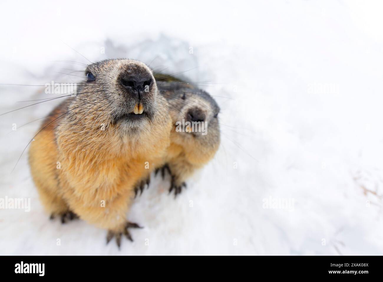 Alpine marmot (Marmota marmota), two marmots stuck in a snow hole and ...