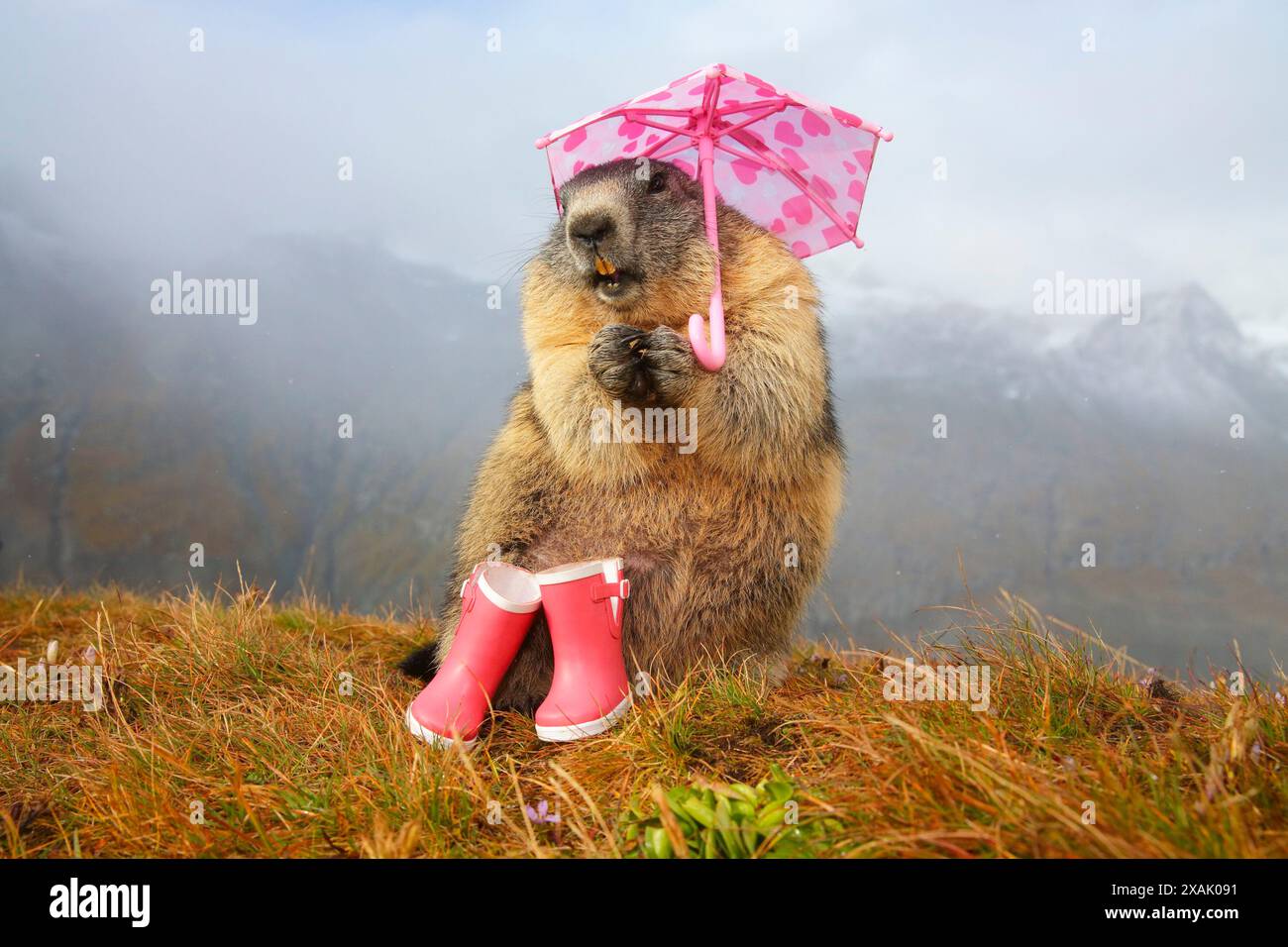 Alpine marmot (Marmota marmota) Marmot standing in autumn with a pink ...