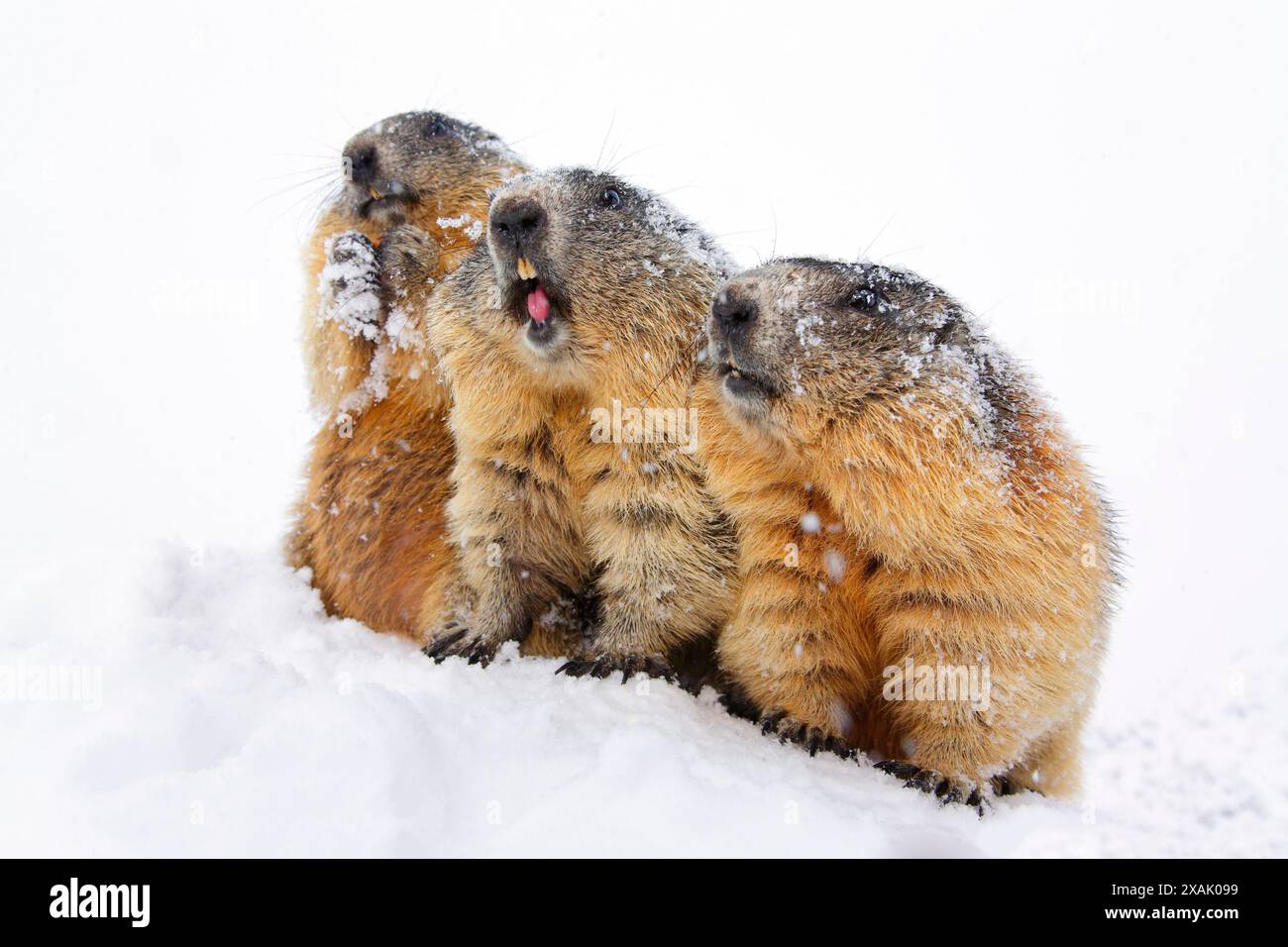 Alpine marmot (Marmota marmota), three marmots parallel in the snow ...