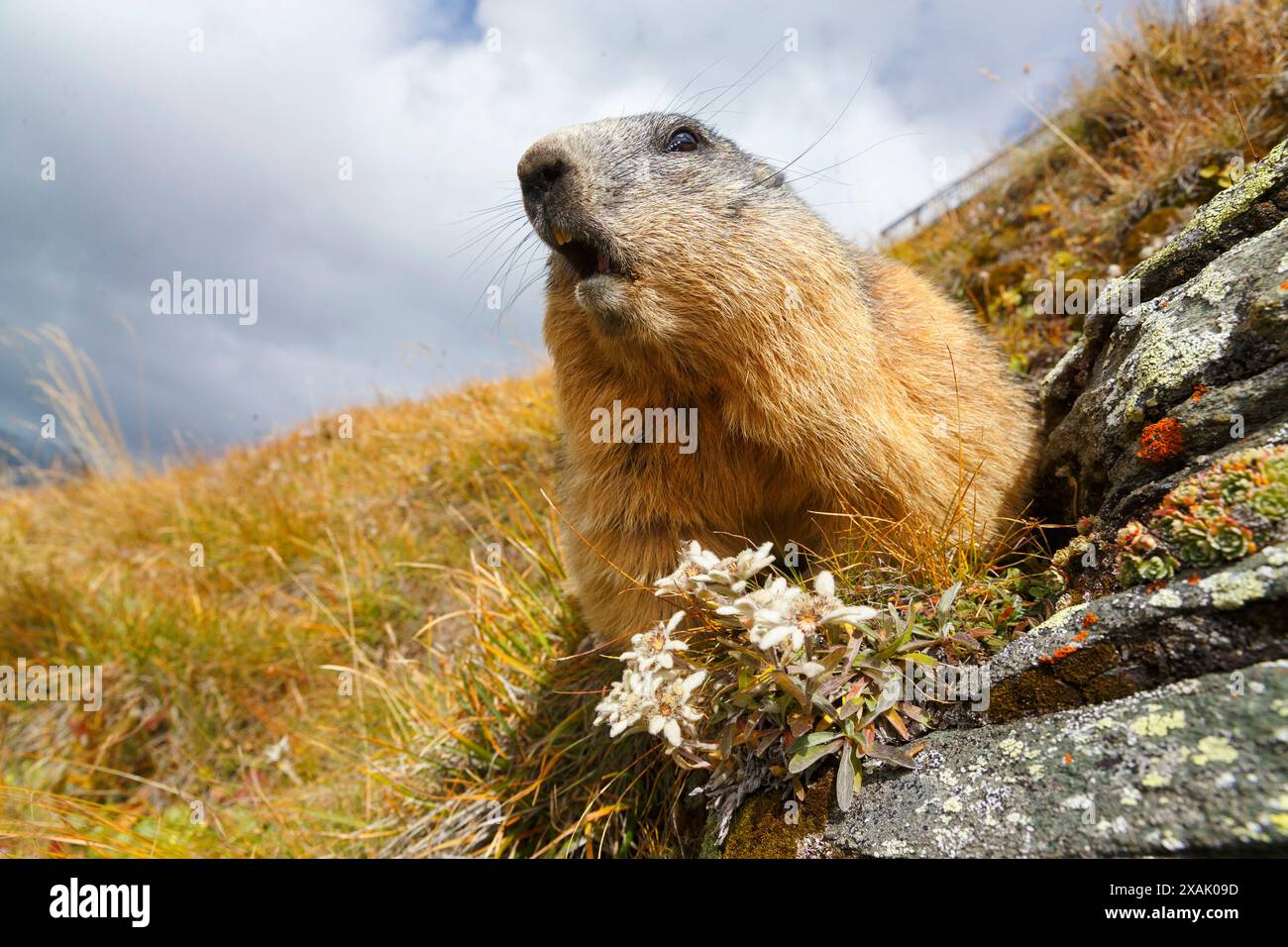 Alpine marmot (Marmota marmota) Marmot sitting on a rock next to a bush ...