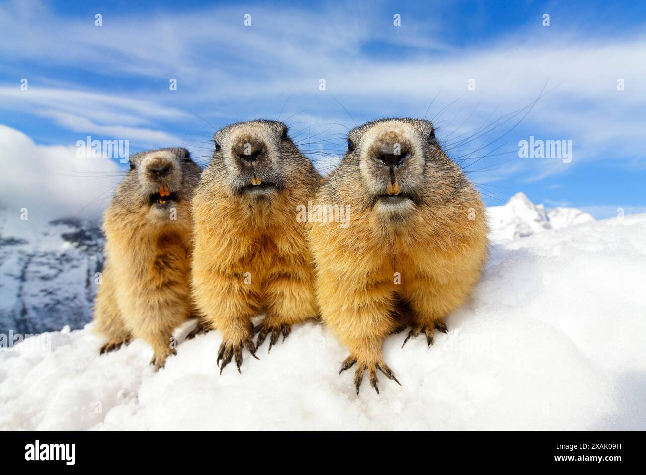 Alpine marmot (Marmota marmota), three marmots sit next to each other ...