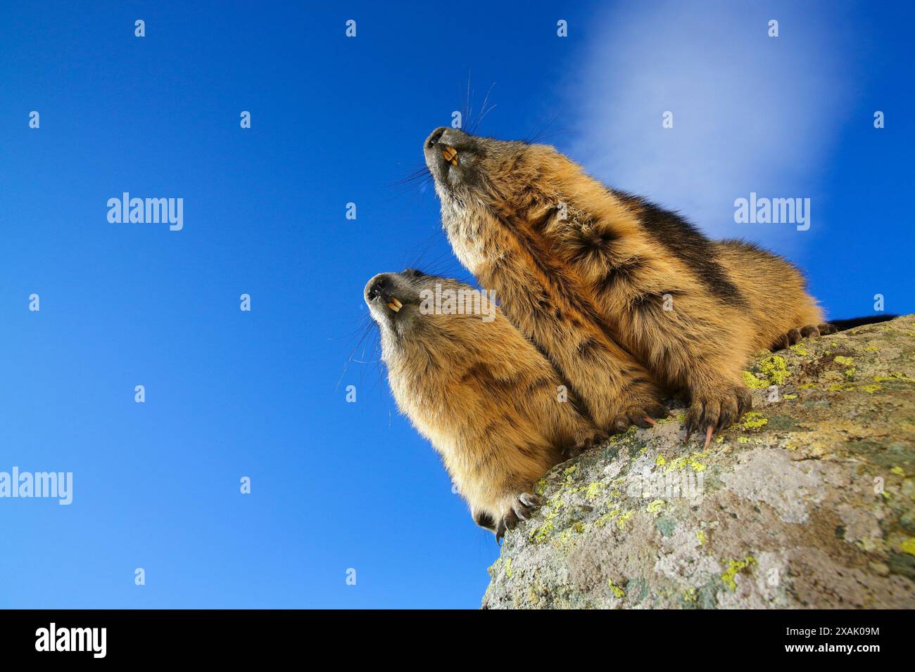 Alpine marmot (Marmota marmota) two marmots sitting on rock and stretching up into the blue sky ...